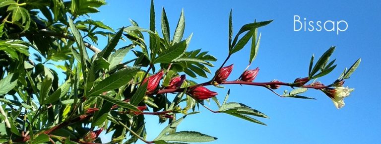 Bissap culture et transformation | Cetanou